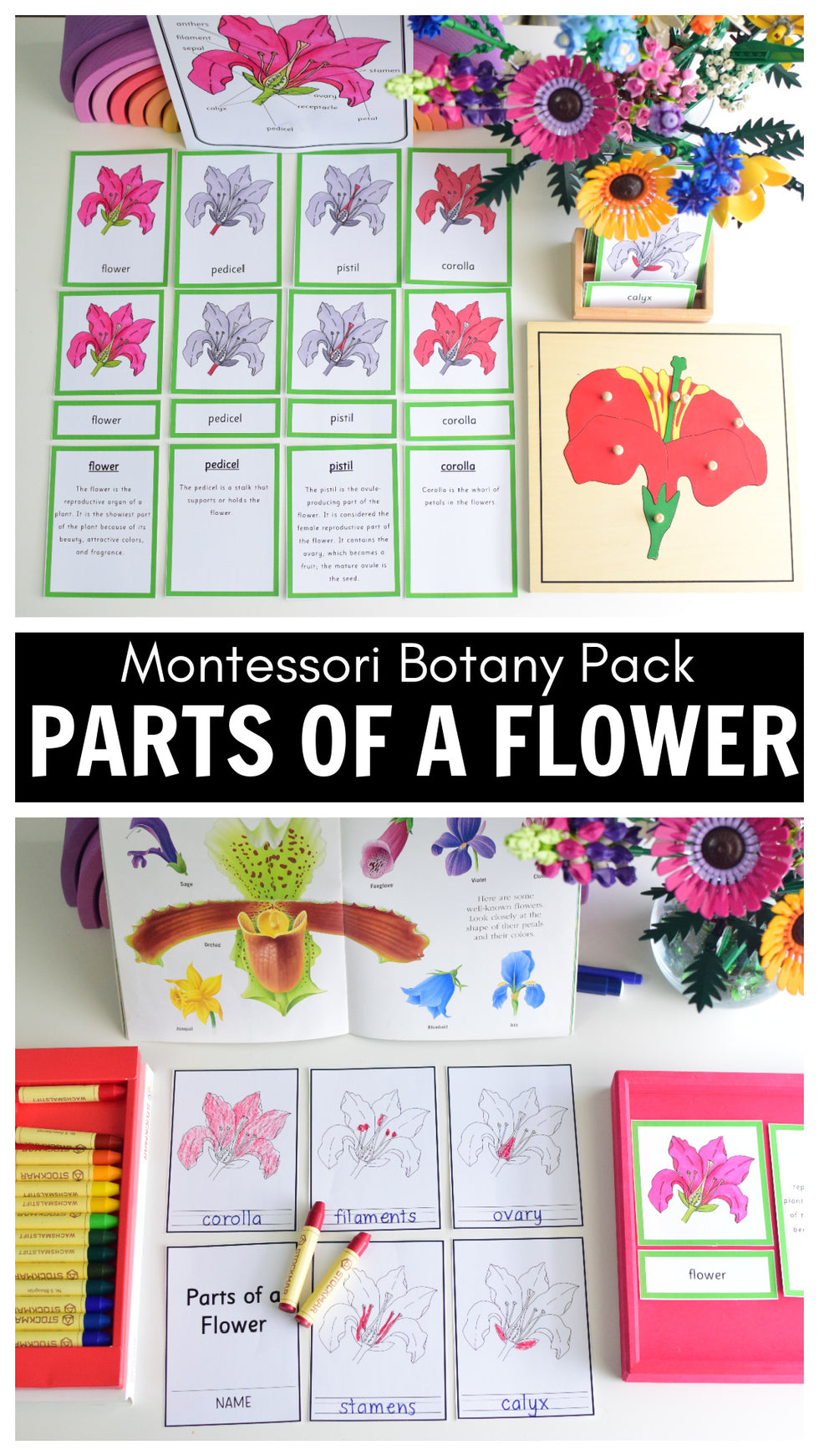 Botany Bundle - Montessori Pack – Pinay Homeschooler Shop