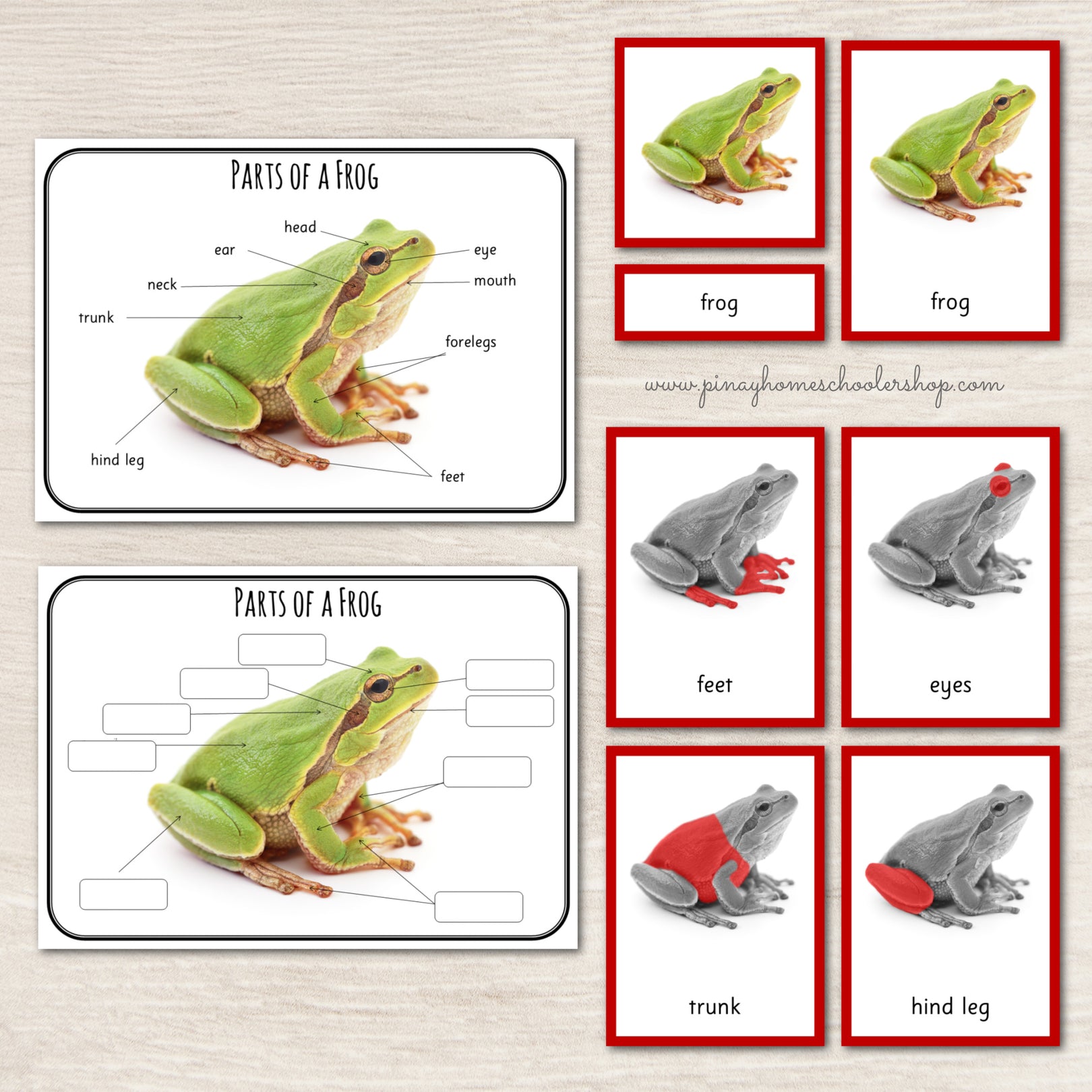 Montessori 3 Part Cards Zoology BUNDLE – Pinay Homeschooler Shop