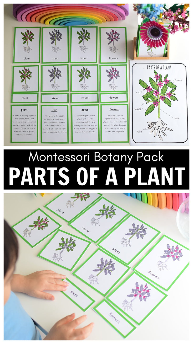 Botany Bundle - Montessori Pack – Pinay Homeschooler Shop