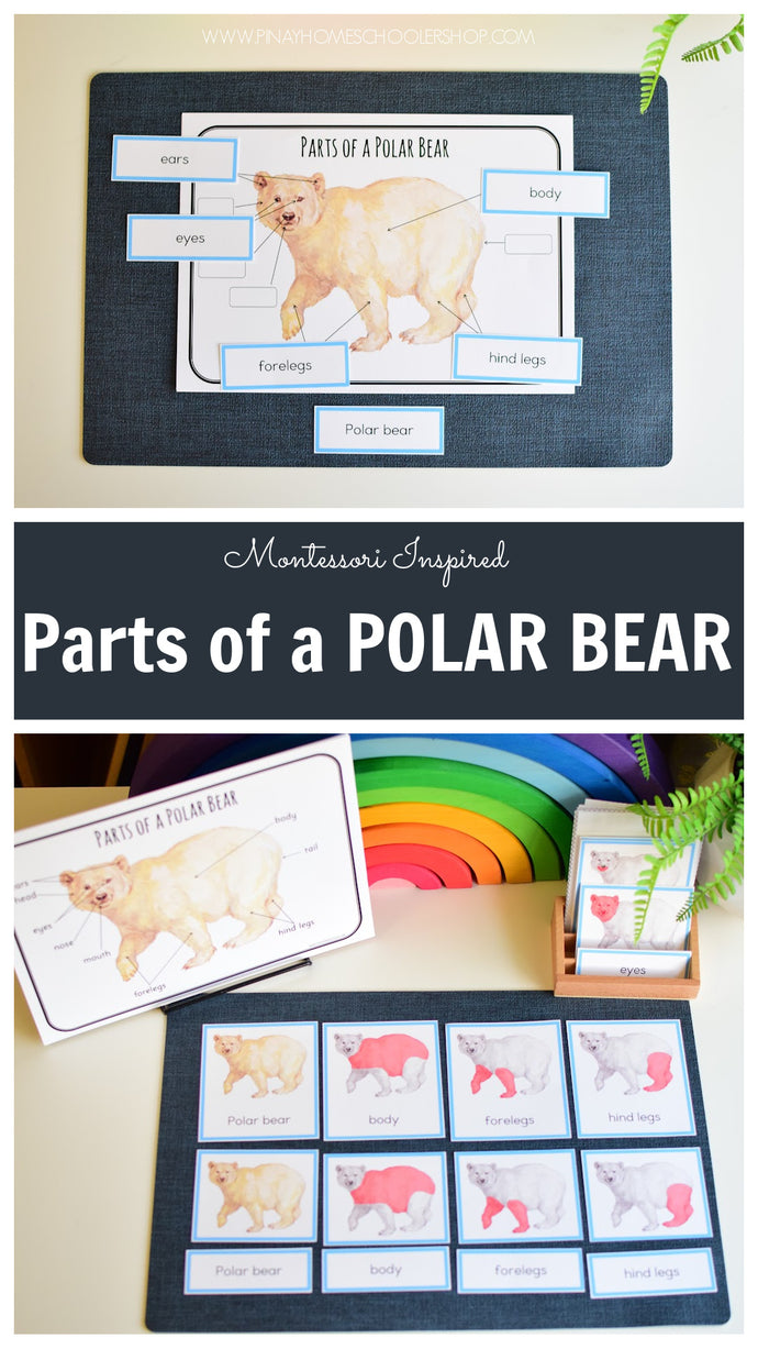 Montessori Parts of a Polar Bear – Pinay Homeschooler Shop