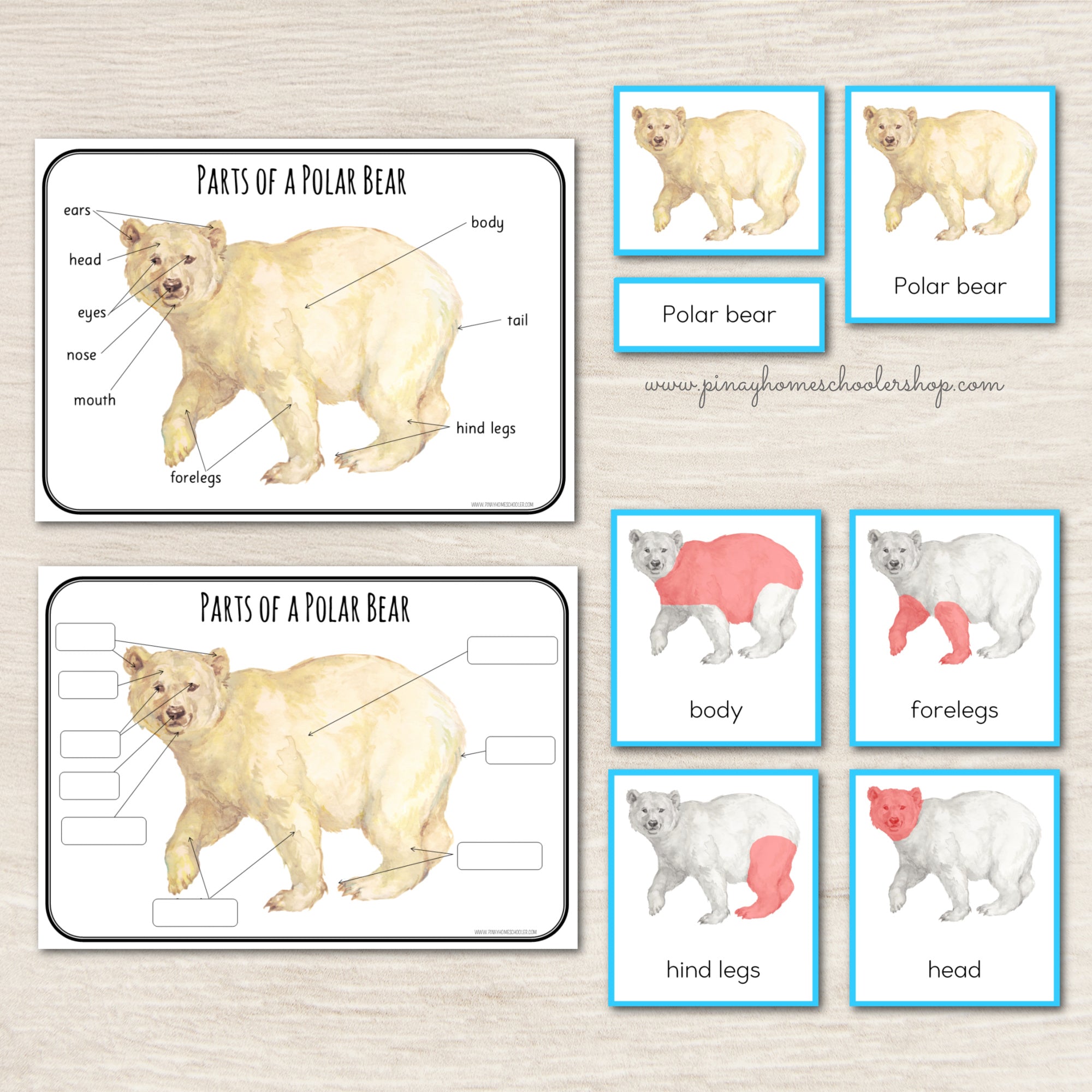 Montessori Parts of a Polar Bear – Pinay Homeschooler Shop
