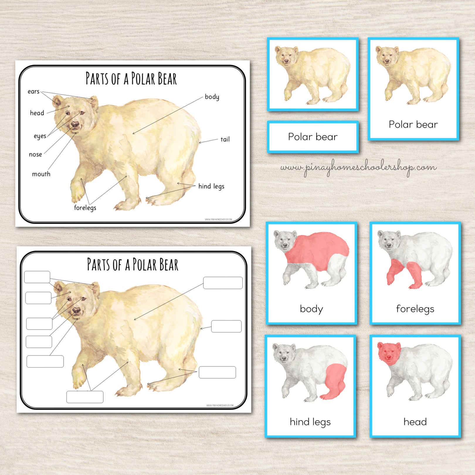 Montessori Parts of a Polar Bear – Pinay Homeschooler Shop