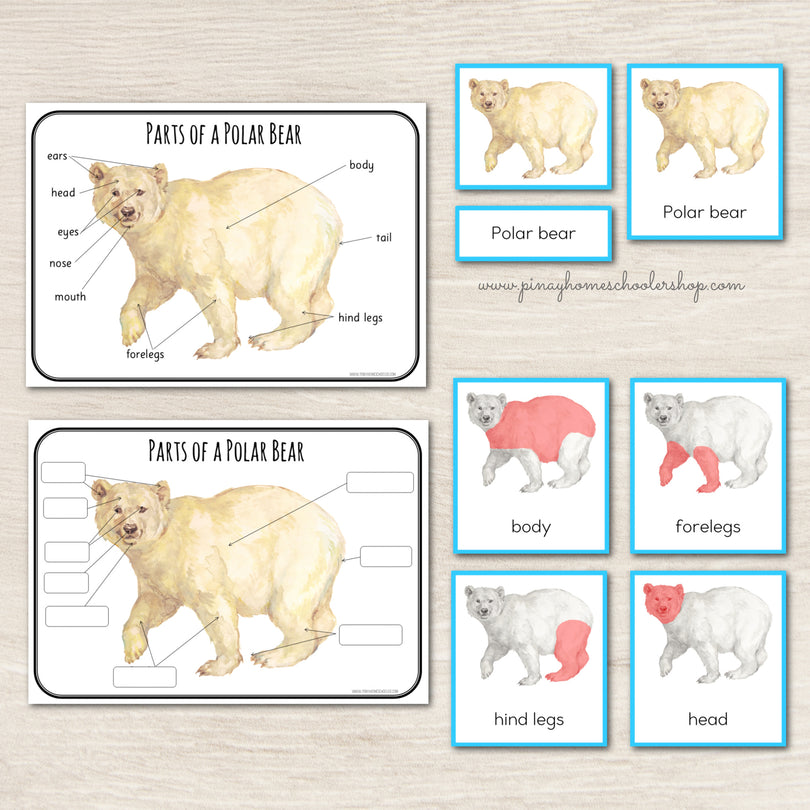 Montessori Parts of a Polar Bear – Pinay Homeschooler Shop