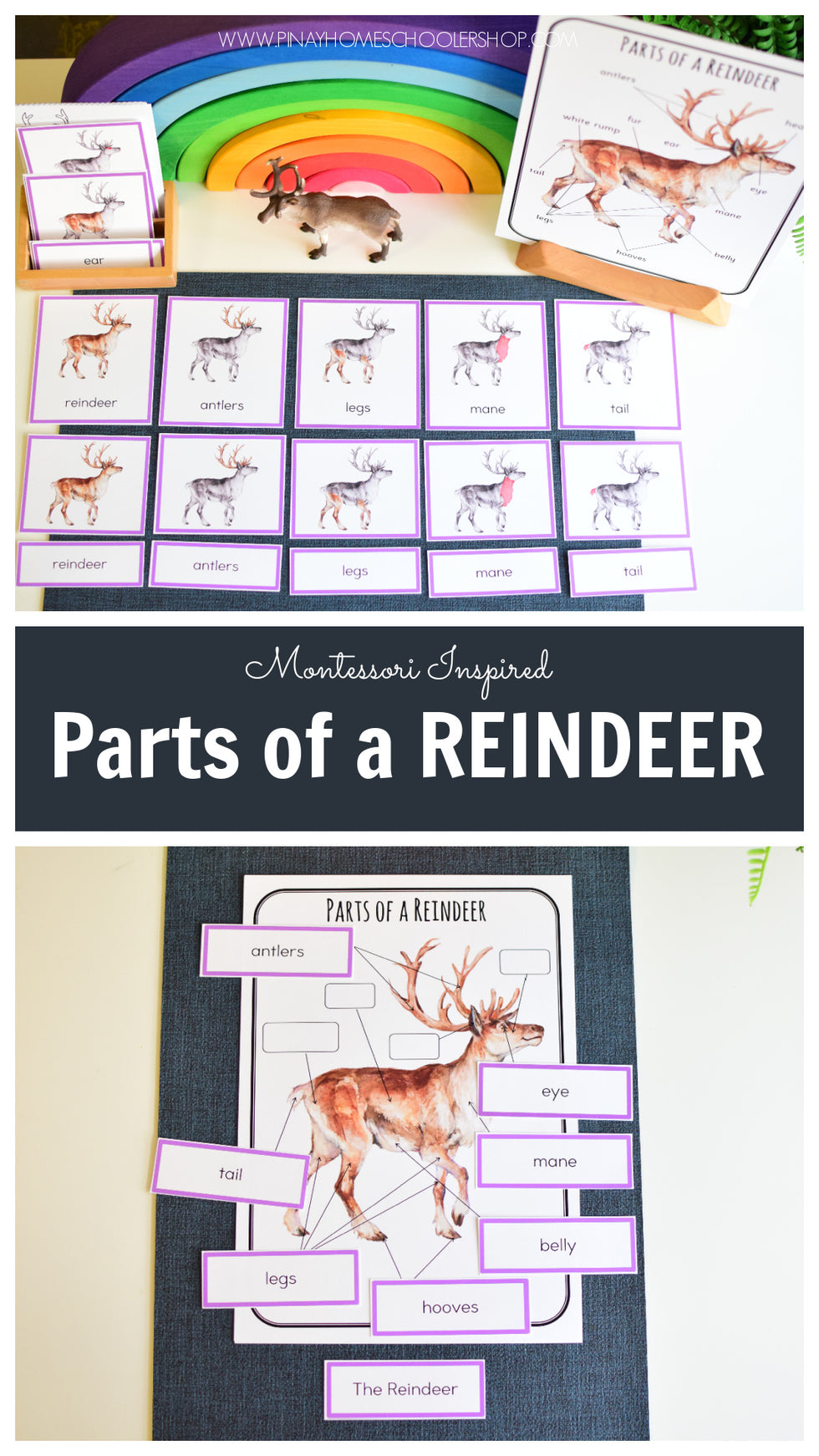 Montessori Parts of a Reindeer Learning Pack – Pinay Homeschooler Shop