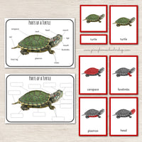 Montessori 3 Part Cards Zoology BUNDLE – Pinay Homeschooler Shop