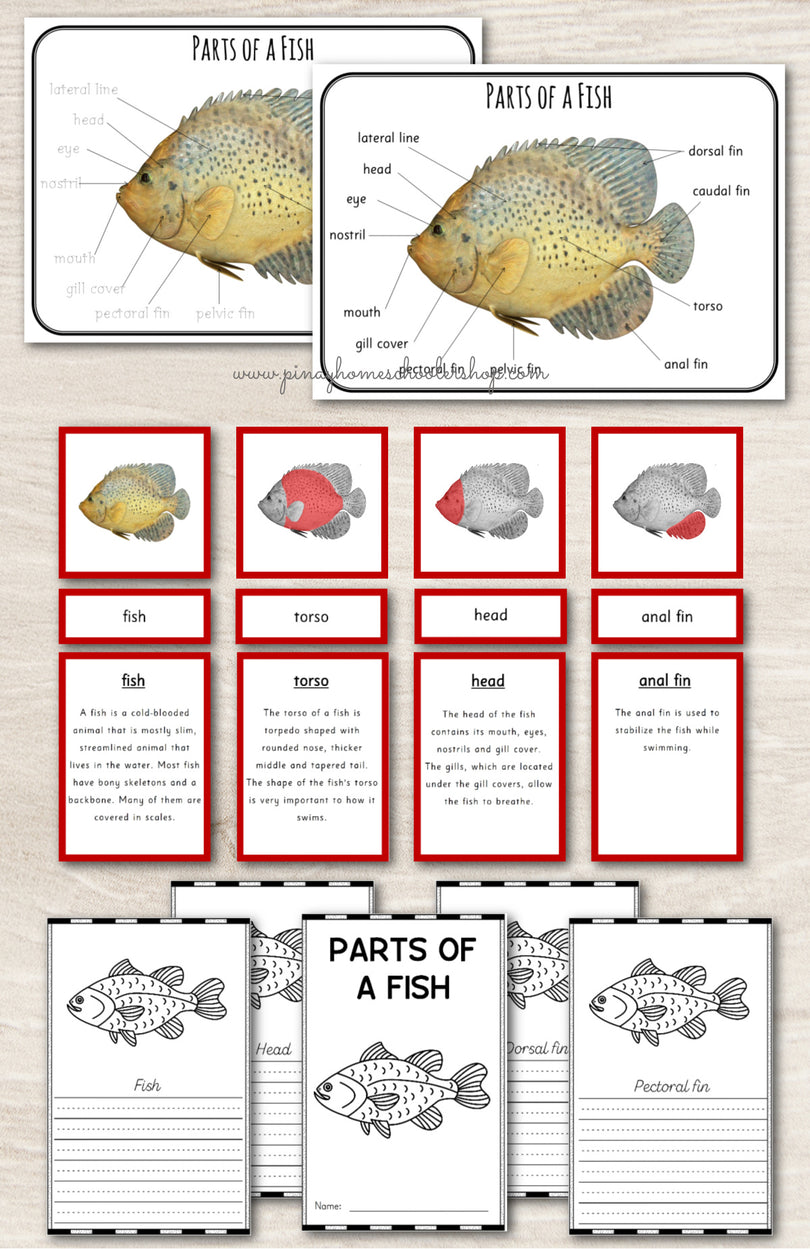 Montessori 3 Part Cards Zoology BUNDLE – Pinay Homeschooler Shop