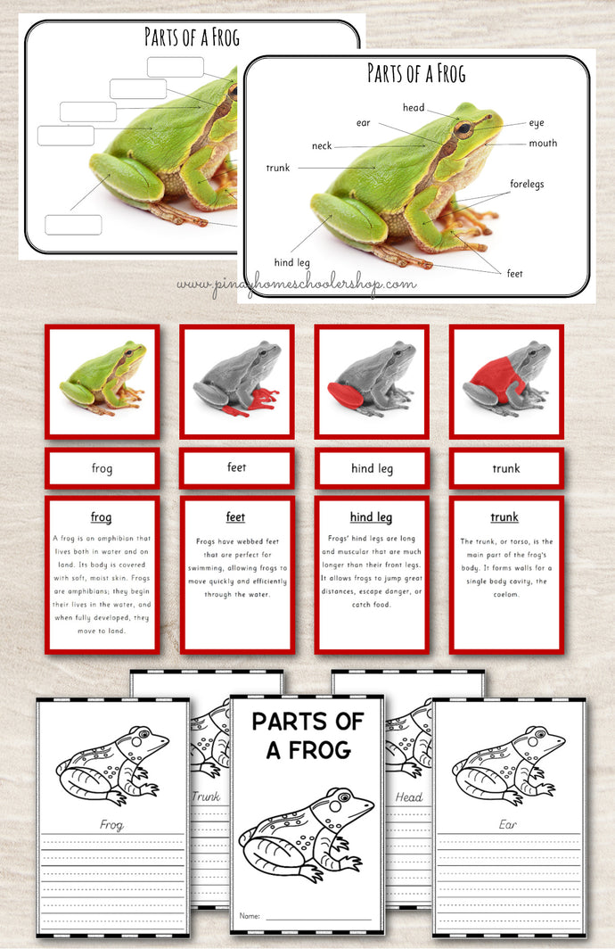 Montessori 3 Part Cards Zoology BUNDLE – Pinay Homeschooler Shop