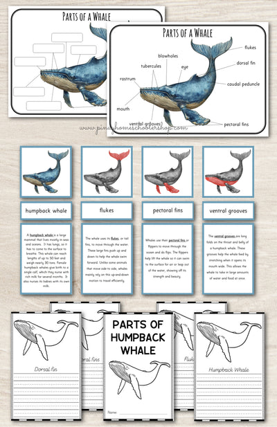 Parts of a Humpback Whale Montessori 3 Part Cards – Pinay Homeschooler Shop