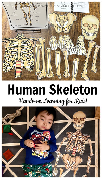 Human Skeleton Montessori 3 Part Cards – Pinay Homeschooler Shop