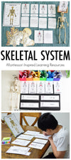 Human Skeleton Montessori 3 Part Cards – Pinay Homeschooler Shop