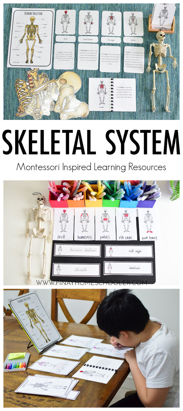 Human Skeleton Montessori 3 Part Cards – Pinay Homeschooler Shop