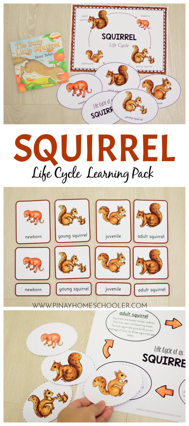 Squirrel Life Cycle Montessori Inspired – Pinay Homeschooler Shop