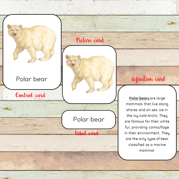 Montessori Parts of a Polar Bear – Pinay Homeschooler Shop
