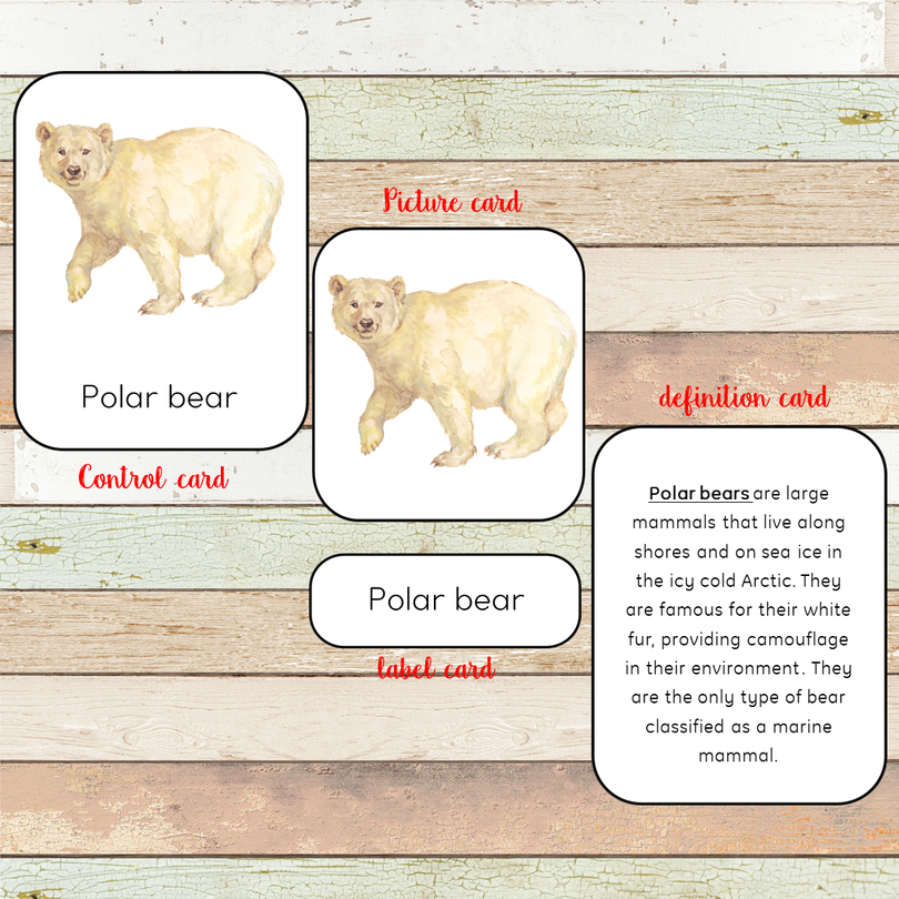 Montessori Parts of a Polar Bear – Pinay Homeschooler Shop