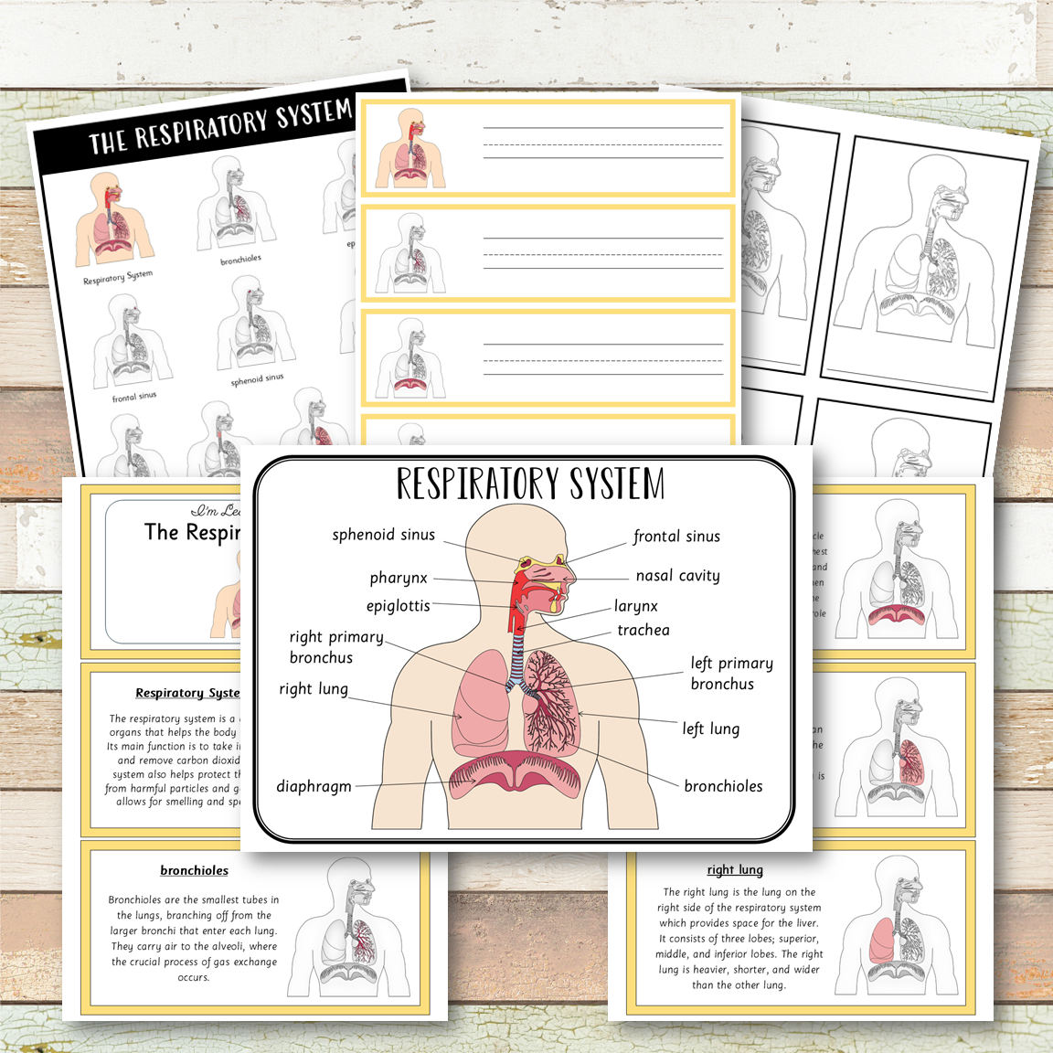 Respiratory System Montessori 3 Part Cards | 4 Part Cards – Pinay ...