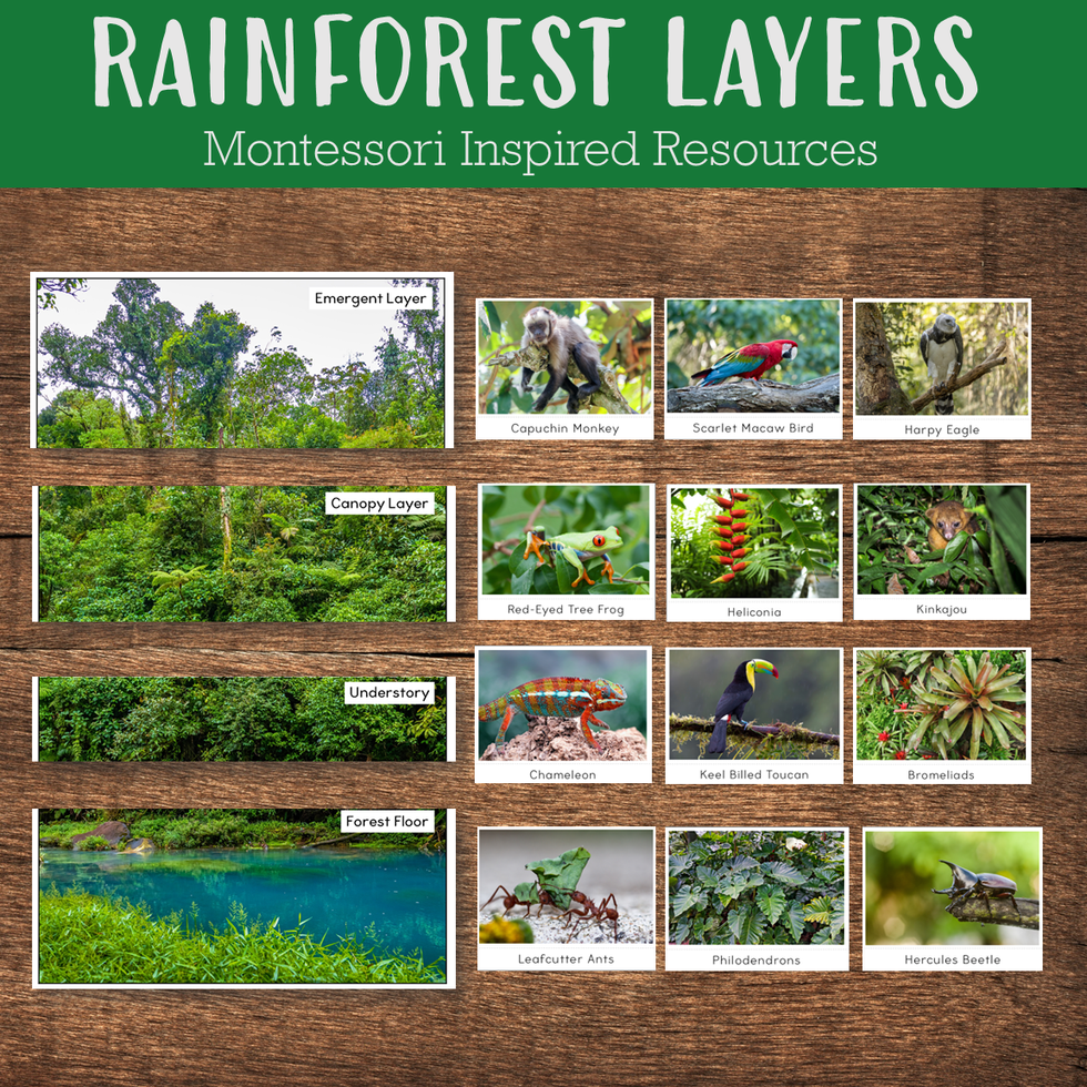 Rainforest Learning BUNDLE – Pinay Homeschooler Shop