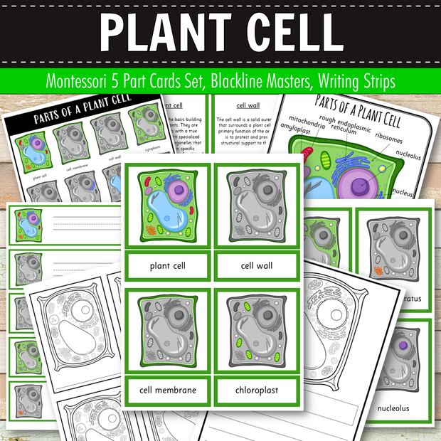 Parts of a Plant Cell Montessori 3 Part Cards | 4 Part Cards – Pinay ...