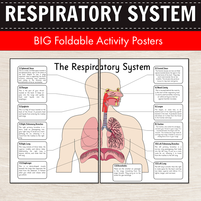 Respiratory System Diagram - Big Foldable Activities – Pinay ...