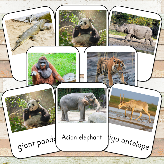 Montessori Asian Animals Toob 3 Part Cards [EDITABLE] – Pinay ...