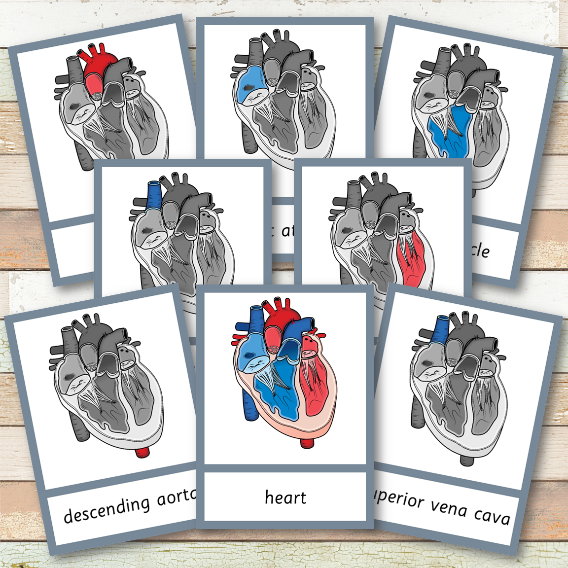 Parts of a Human Heart Learning Pack – Pinay Homeschooler Shop
