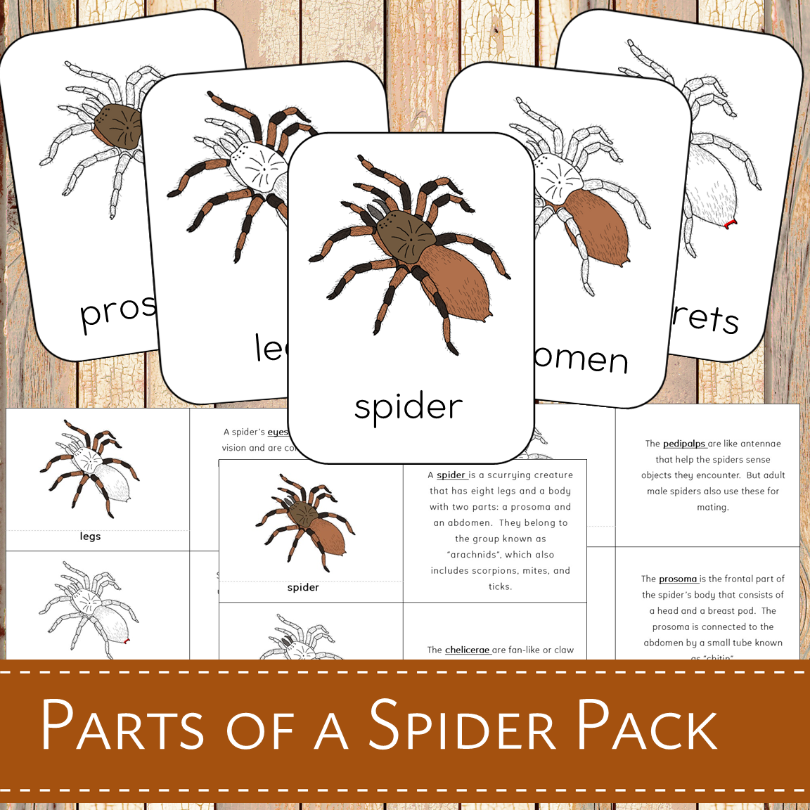 Montessori Parts of a Spider 3 Part Cards – Pinay Homeschooler Shop