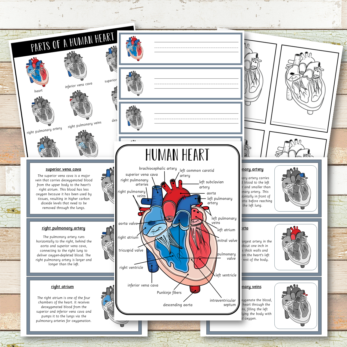 Parts of a Human Heart Learning Pack – Pinay Homeschooler Shop