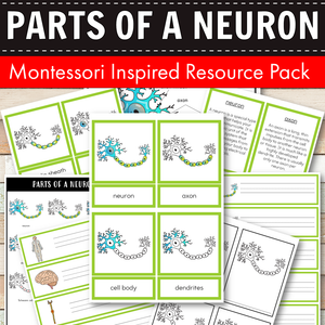 Parts of a Neuron Learning Pack – Pinay Homeschooler Shop