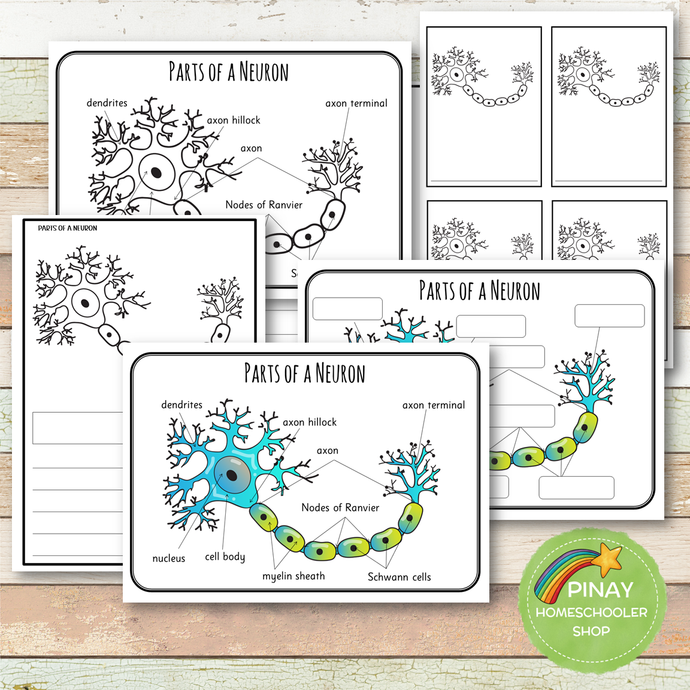 Parts of a Neuron Learning Pack – Pinay Homeschooler Shop