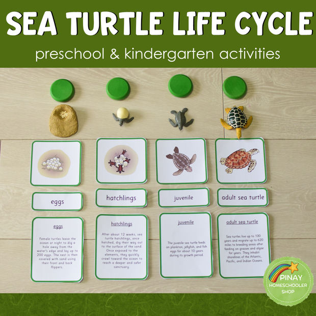 Sea Turtle Life Cycle Montessori Inspired – Pinay Homeschooler Shop