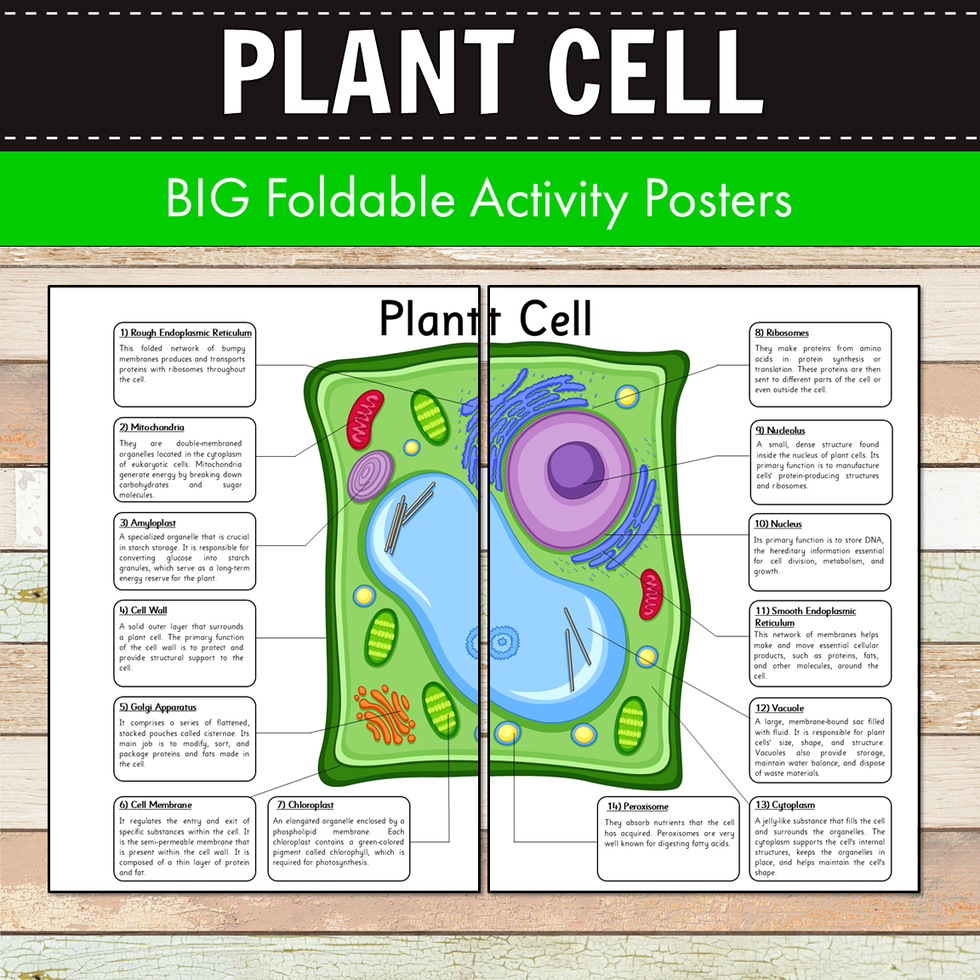 Plant Cell BIG Foldable Activity Posters – Pinay Homeschooler Shop