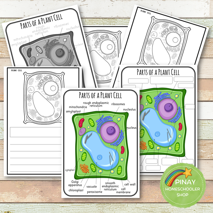 Parts of a Plant Cell Montessori 3 Part Cards | 4 Part Cards – Pinay ...