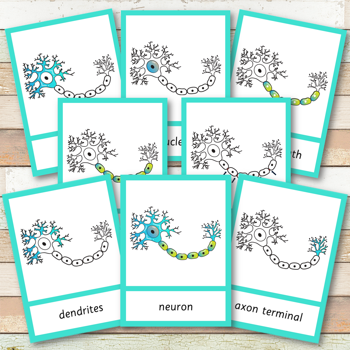 Parts of a Neuron Learning Pack – Pinay Homeschooler Shop