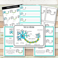 Parts of a Neuron Learning Pack – Pinay Homeschooler Shop