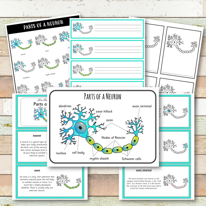 Parts of a Neuron Montessori 3 Part Cards – Pinay Homeschooler Shop