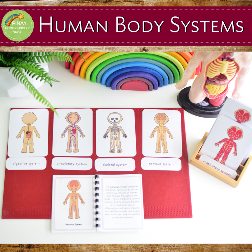 Human Body Systems Montessori 3 Part Cards – Pinay Homeschooler Shop