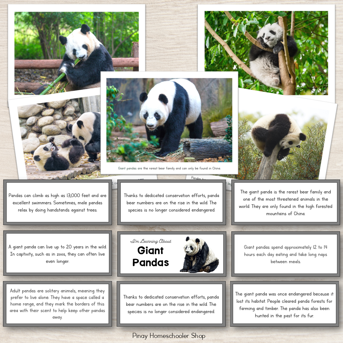 Learning About Pandas - Fact Cards and Photos – Pinay Homeschooler Shop