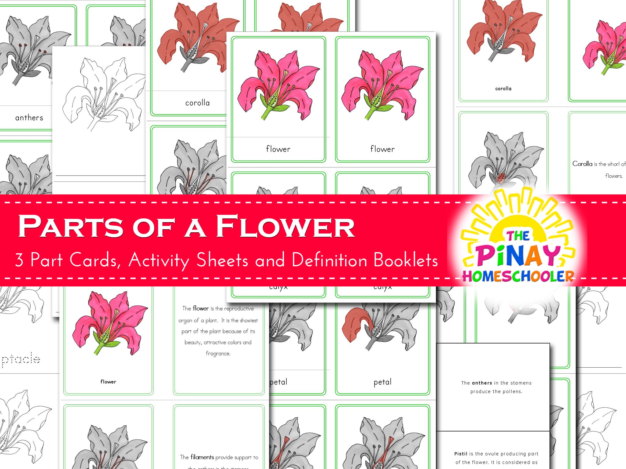 Montessori Parts of a Flower – Pinay Homeschooler Shop