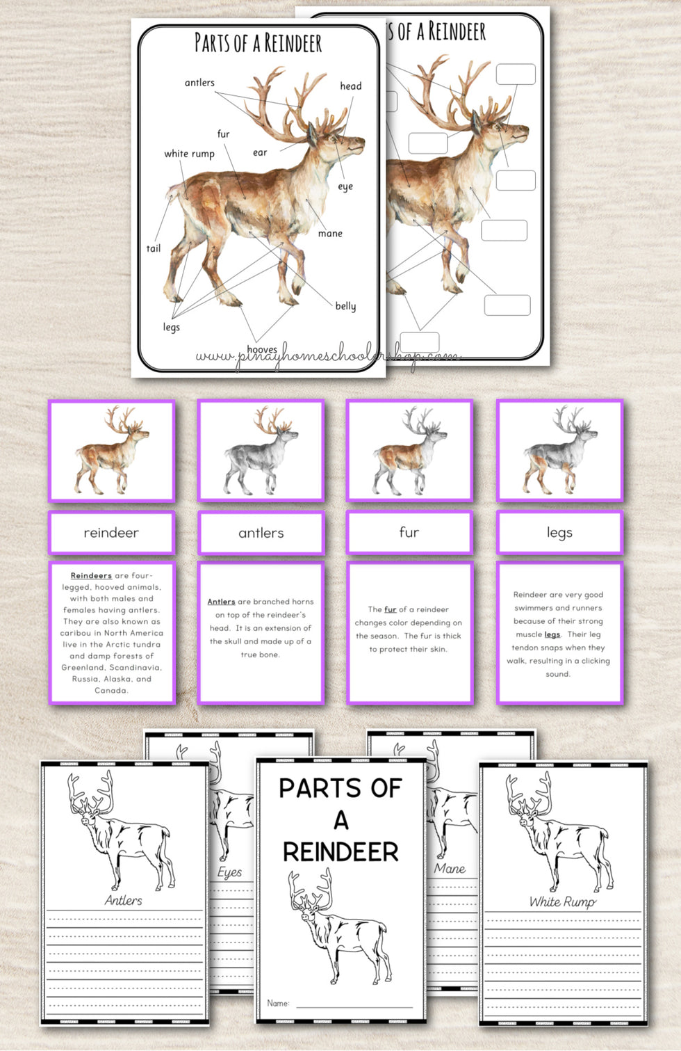 Montessori Parts of a Reindeer Learning Pack – Pinay Homeschooler Shop