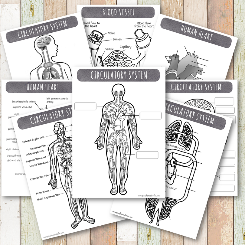 Circulatory System Activity Pack and Diagrams – Pinay Homeschooler Shop