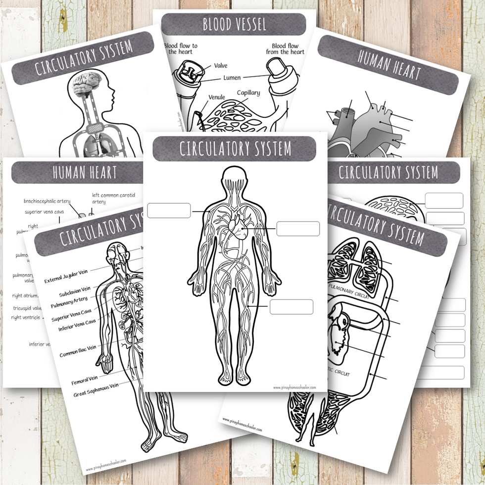 Circulatory System Activity Pack and Diagrams – Pinay Homeschooler Shop