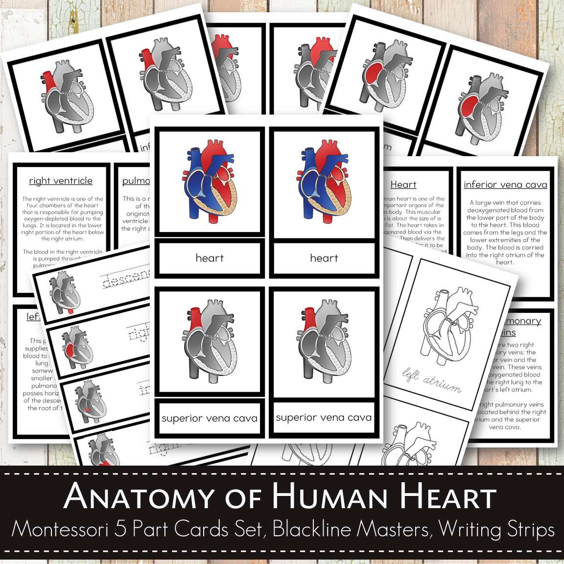 Parts of a Human Heart Learning Pack – Pinay Homeschooler Shop