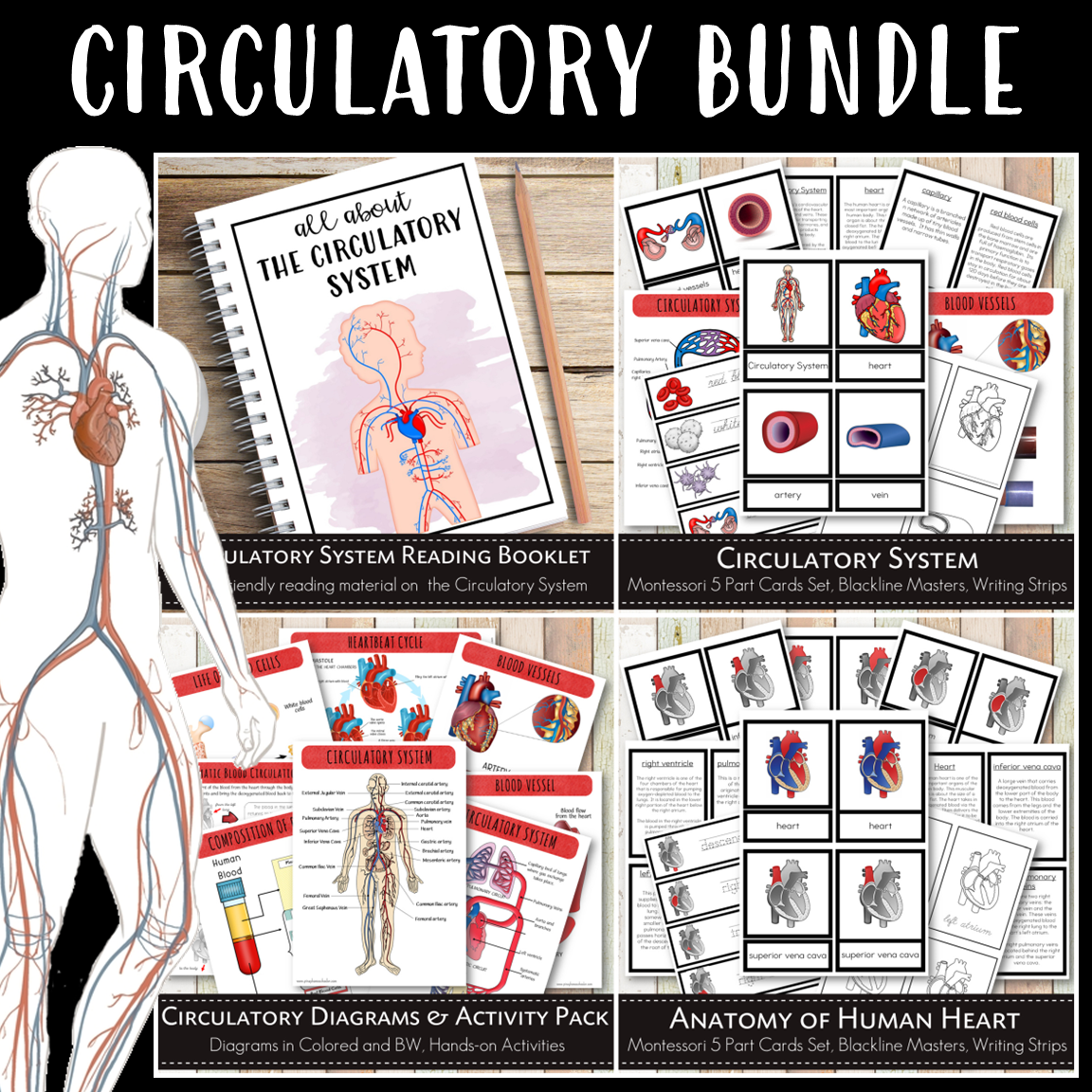 Circulatory System Bundle Pack – Pinay Homeschooler Shop