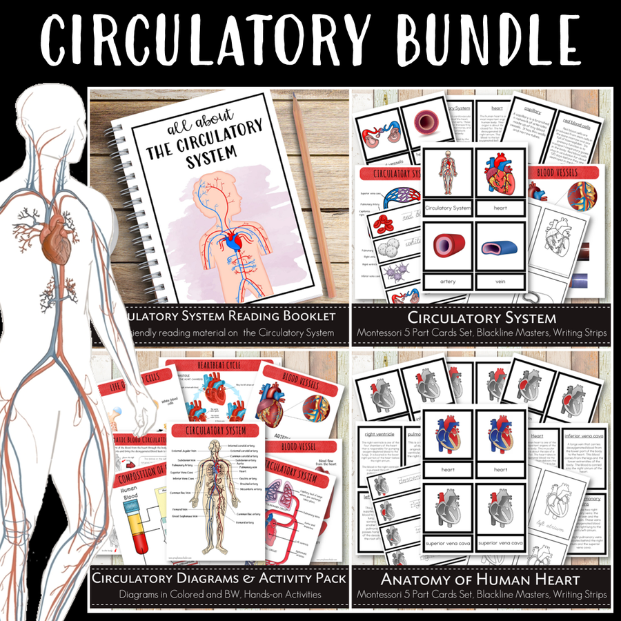 Circulatory System Bundle Pack – Pinay Homeschooler Shop