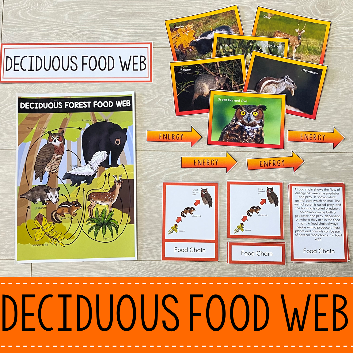 Deciduous Forest Biome Food Web and Food Chains Learning Pack – Pinay ...
