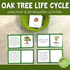 Oak Tree Life Cycle Montessori Inspired – Pinay Homeschooler Shop