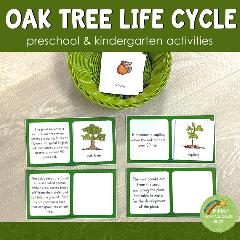 Oak Tree Life Cycle Montessori Inspired – Pinay Homeschooler Shop