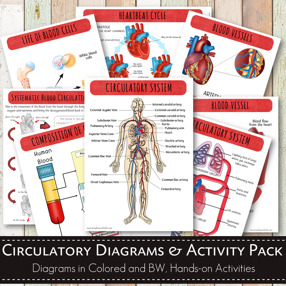 Circulatory System Bundle Pack – Pinay Homeschooler Shop